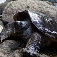 Sensus Divinitatis – Faith, Vocation, Charisma